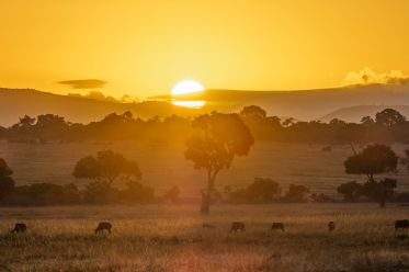 Kenya Classic | Zulla Parks