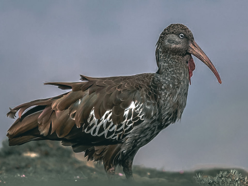 Birding of Addis Ababa | Zulla Parks