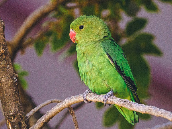 Birding of Addis Ababa | Zulla Parks