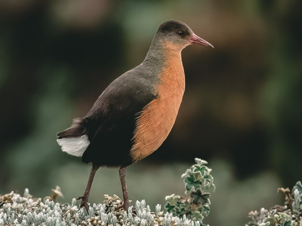 Birding of Addis Ababa | Zulla Parks