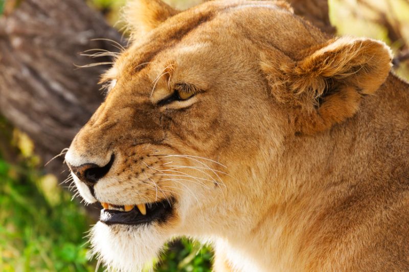 Discover Africa with our unique packages. | Zulla Parks