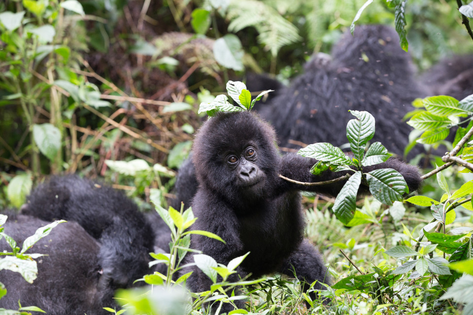 Discover Africa with our unique packages. | Zulla Parks