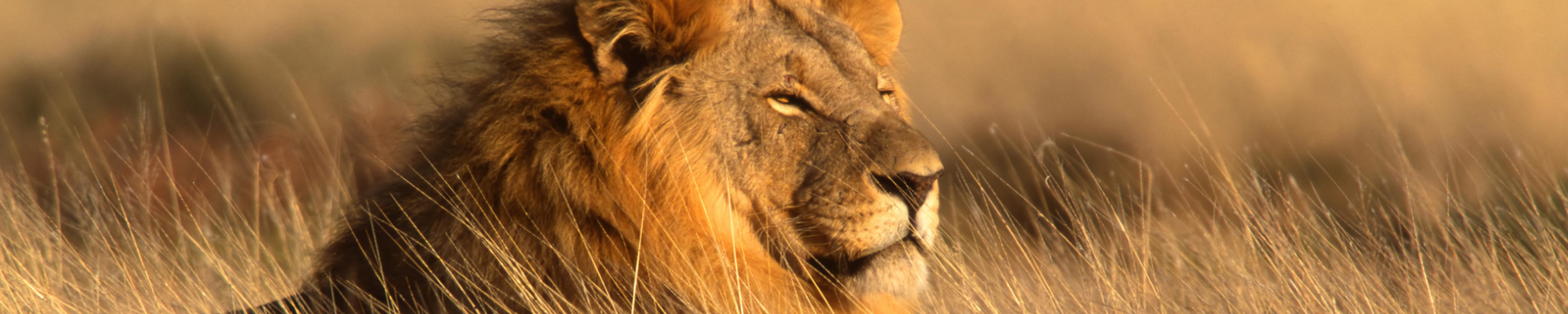 Partner with us to promote and elevate Ethiopia | Zulla Parks