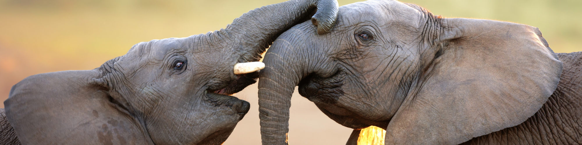 Zulla Discovery | Zulla Parks