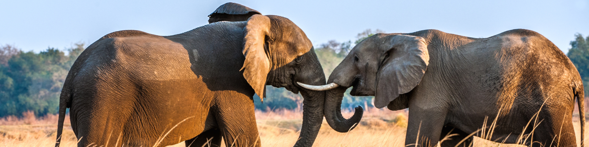 Discover Africa with our unique packages. | Zulla Parks