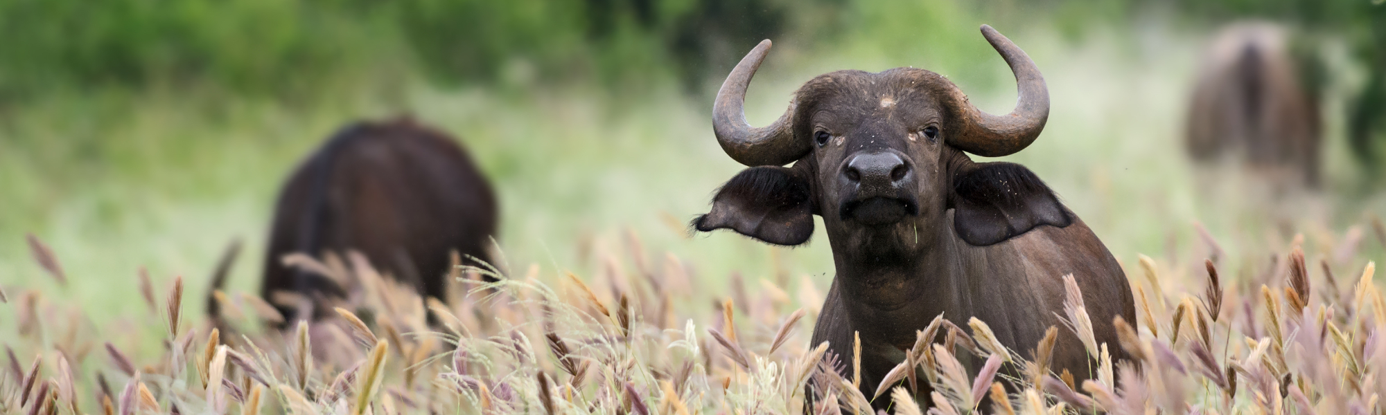 Discover Africa with our unique accommodation properies | Zulla Parks